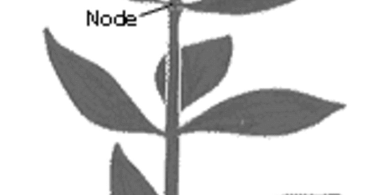 Leaf Arrangement | AMNH