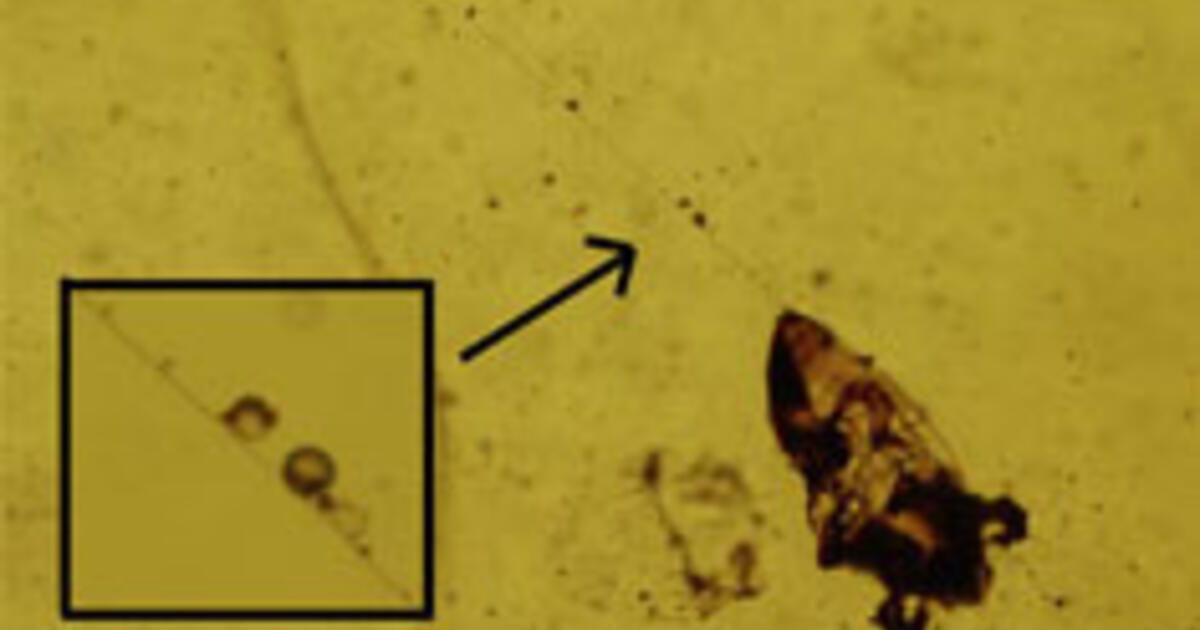 110M Year Old Spider Web with Insect Prey, in Amber | AMNH