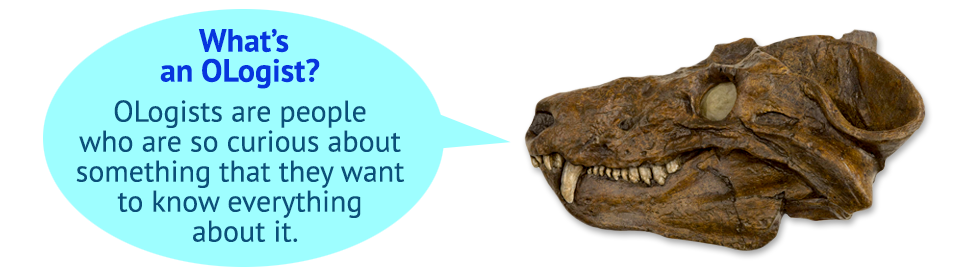 Meet the OLogist: John Flynn | AMNH