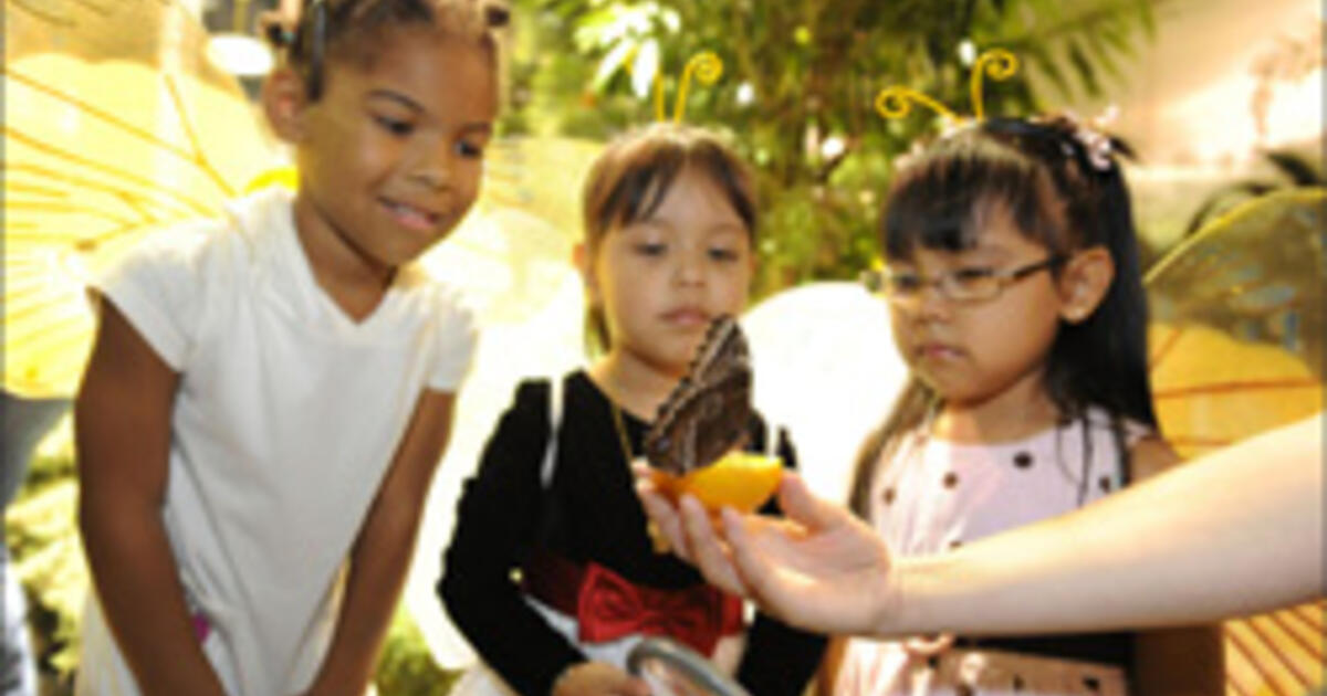 Creating a Butterfly Vivarium | AMNH