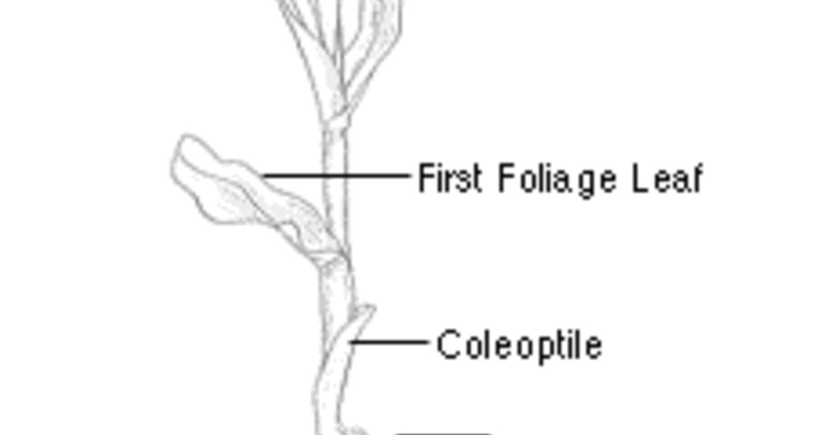 Grades K-2: Parts of a Corn Seedling