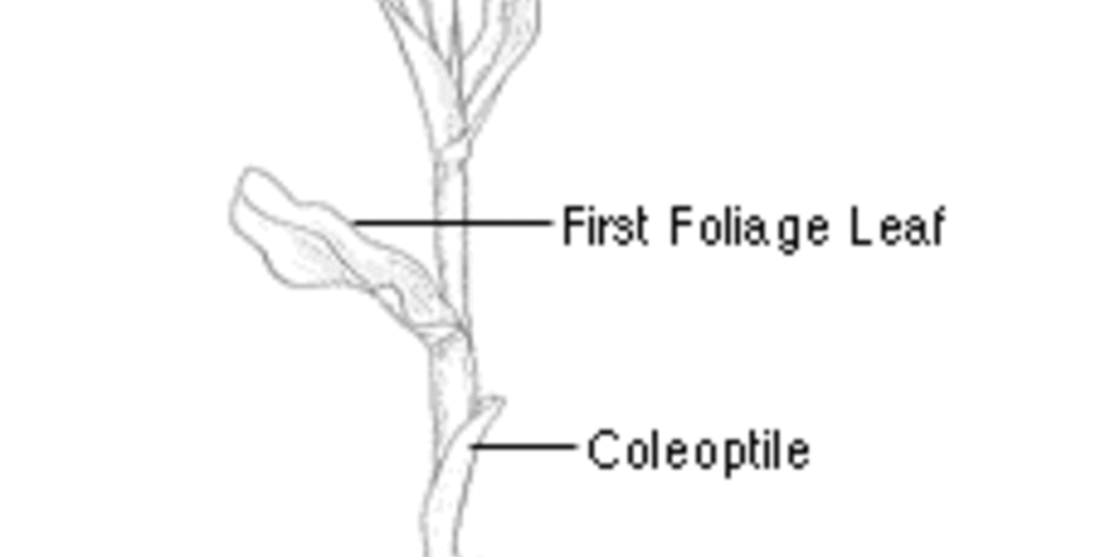 Corn Seedling Diagram