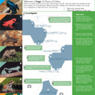 Frogs: A Chorus of Colors Exhibition | AMNH