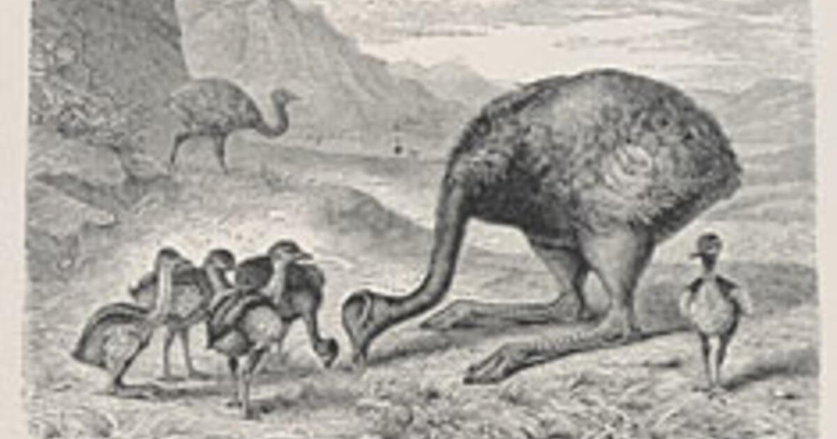 Vestigial Structures Ostrich