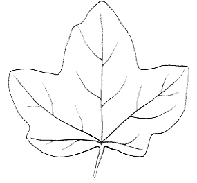 Plant Morphology: Leaf Shape