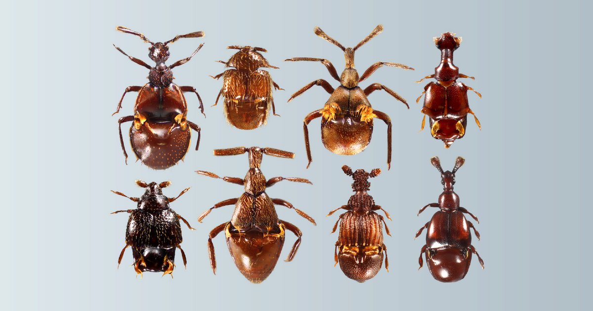 Coleoptera Collection | AMNH