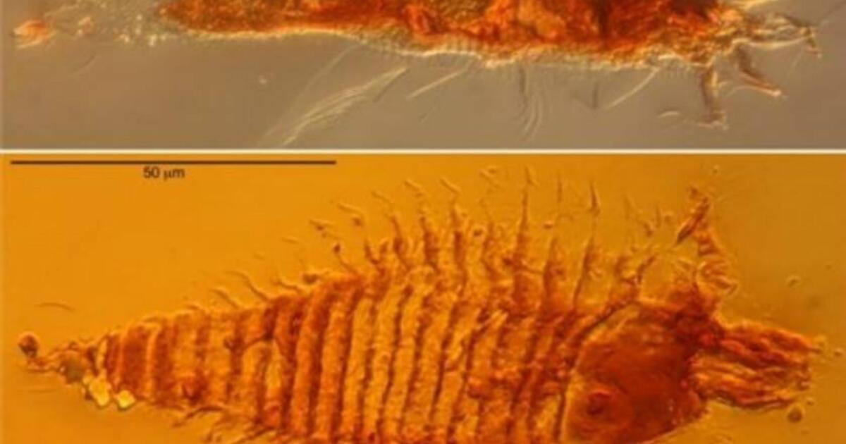 Scientists Discover Oldest Amber Arthropods | AMNH