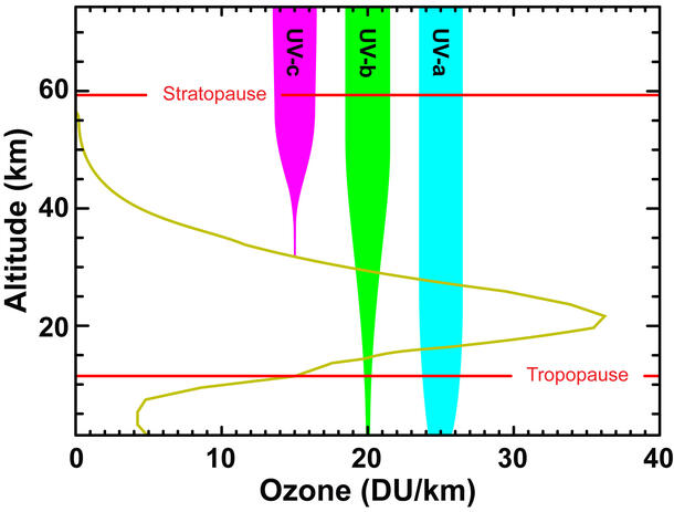 Additional Case Studies: Materials Contributed by Teachers | AMNH