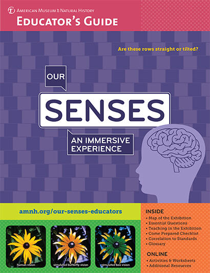 Our Senses Exhibit: Educator Resources | AMNH