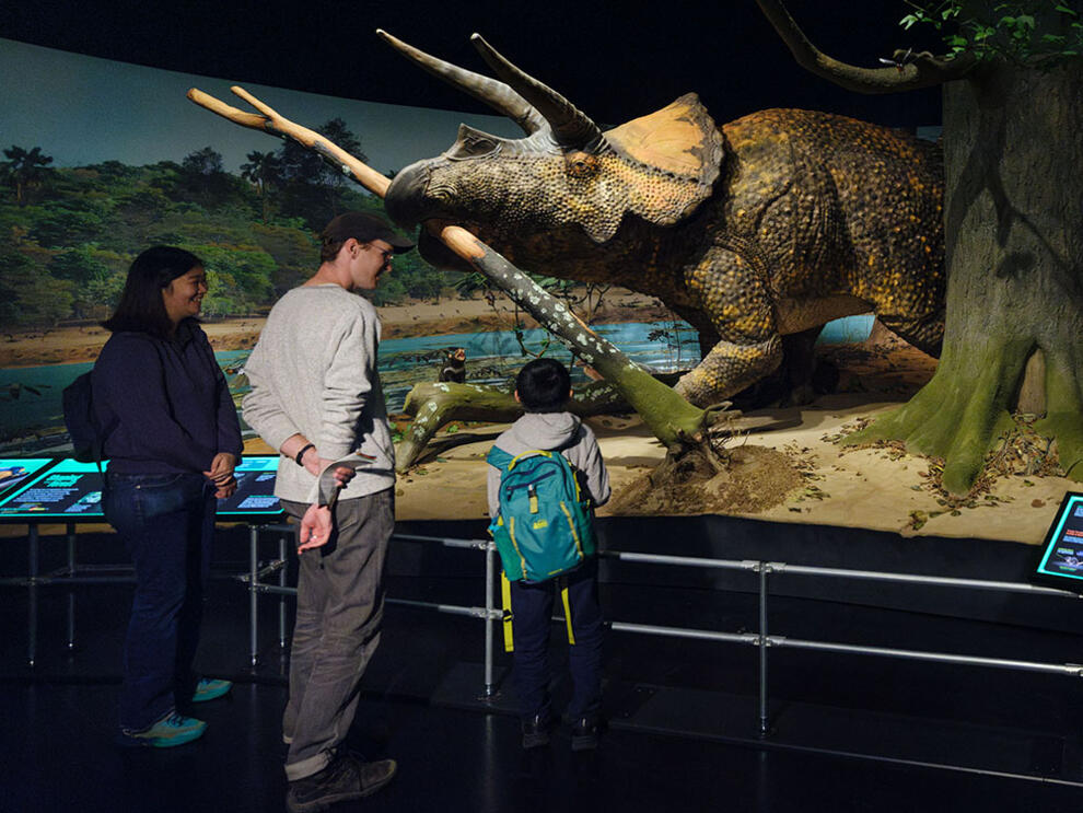 American Museum of Natural History | New York City