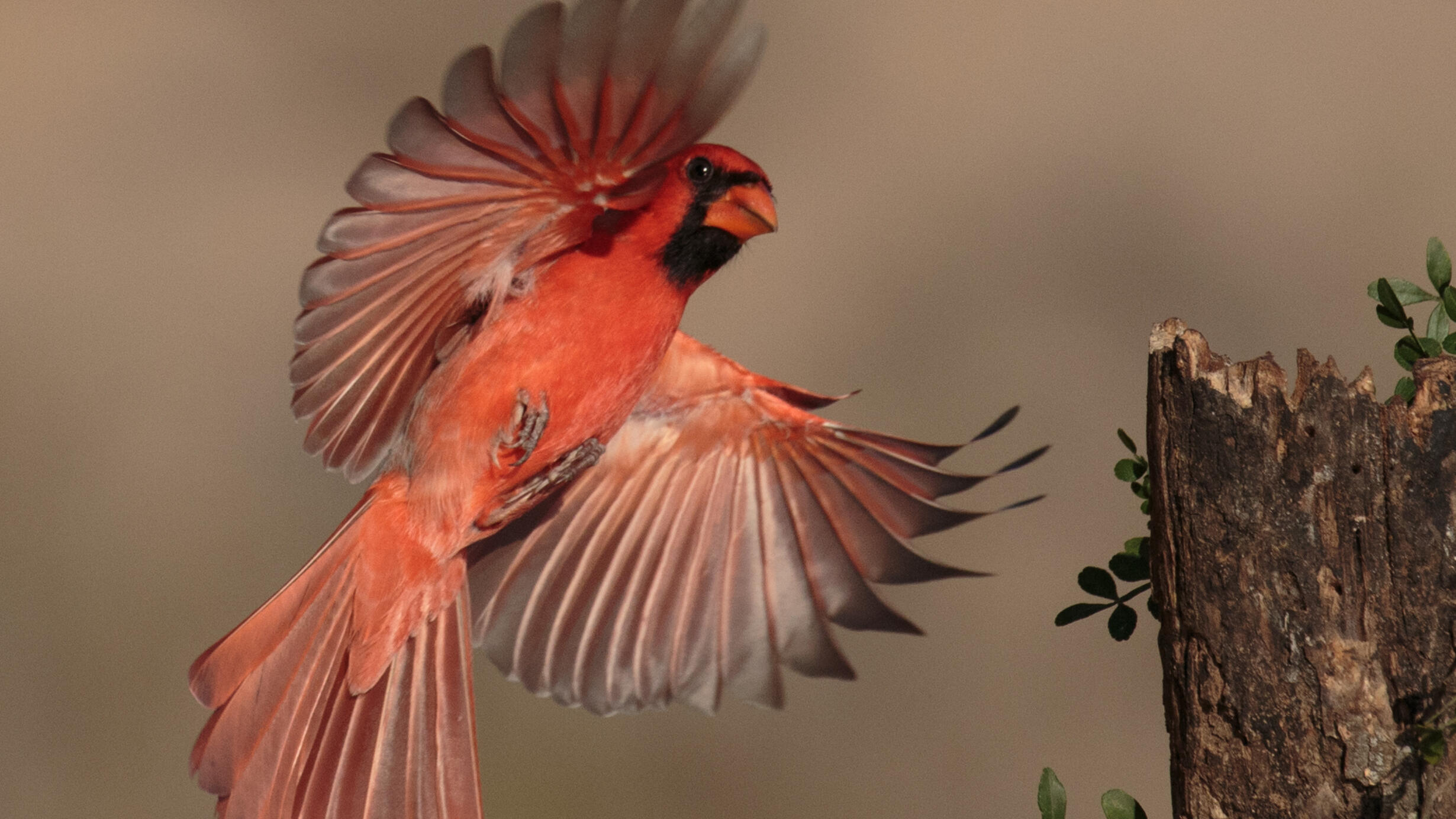 Cardinal Songs and Genetics: Press Release | AMNH