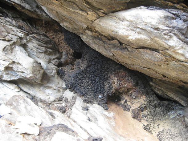 DNA from Packrat Nests Reveals History | AMNH