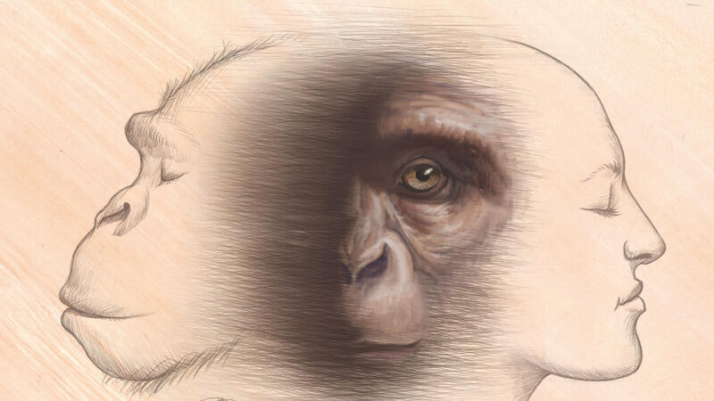Studying Fossil Apes Key to Human Evolution Research | AMNH