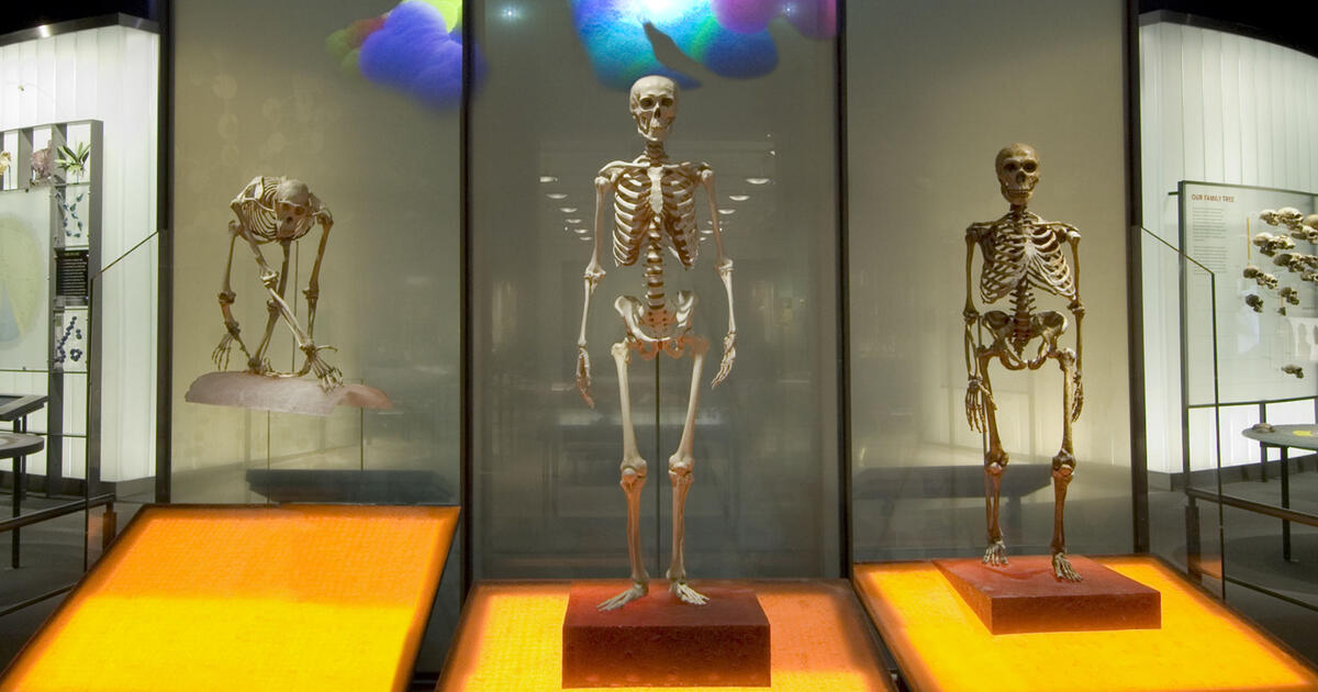 Human Evolution: Surprisingly, Unremarkable - Lecture | AMNH