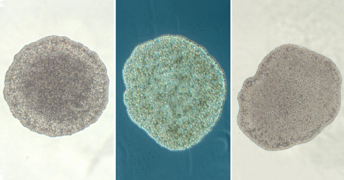 Researchers Produce First Taxonomy Placozoan Phylum | AMNH