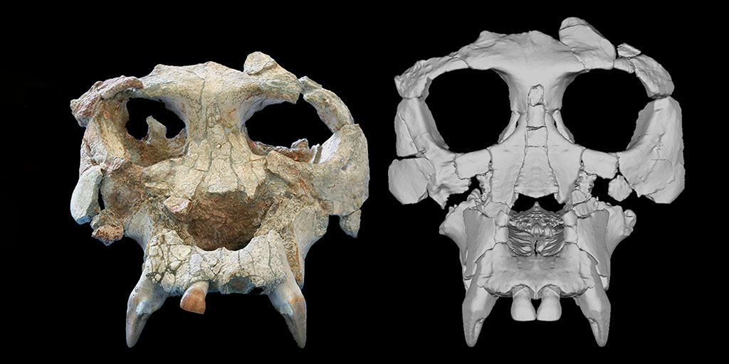 Extinct Ape Skull Reconstruction | AMNH