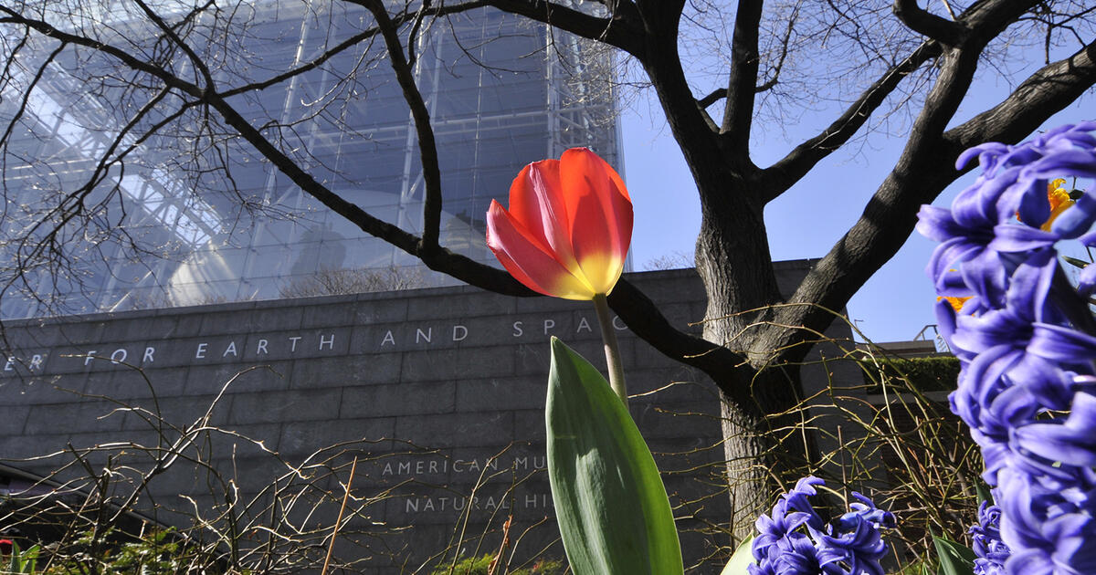 Diversity, Equity, and Inclusion at the Museum | AMNH