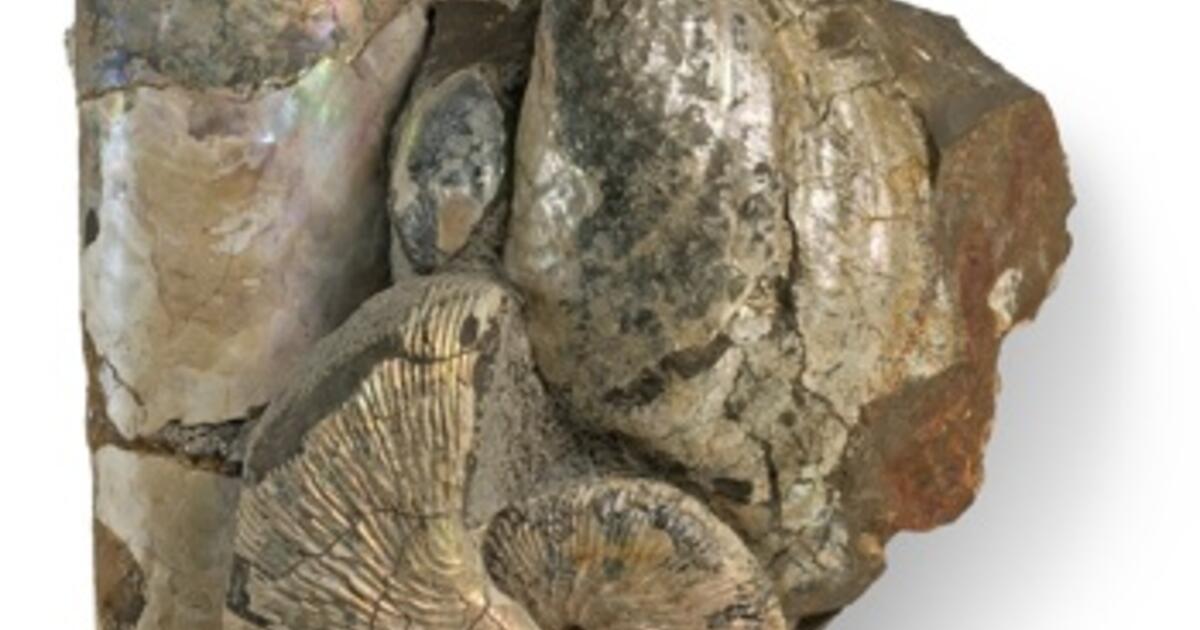 New Discoveries in Great Plains Bring Ammonites to Life | AMNH
