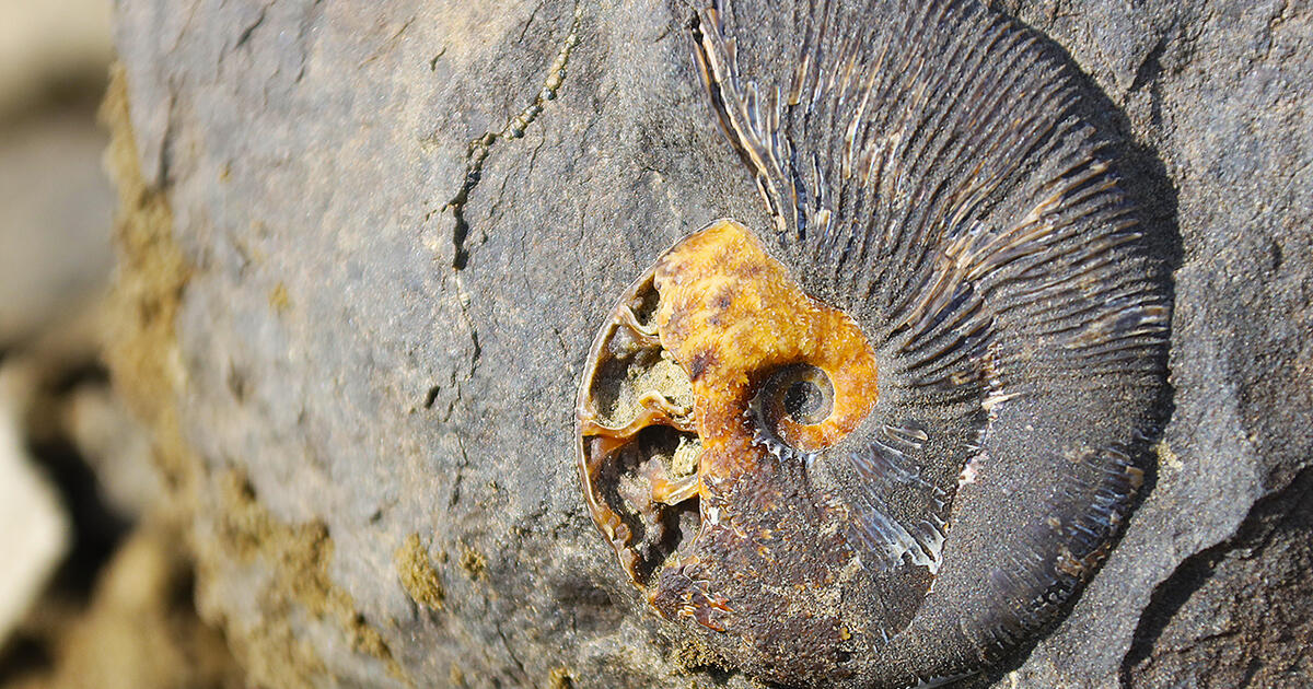 Unearthing Prehistoric Ecosystems in Antarctica | AMNH