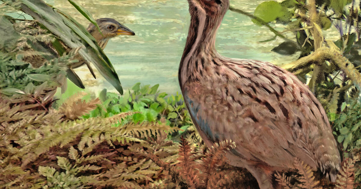 Fossil Shows Ancient Ostrich Relatives in North America | AMNH