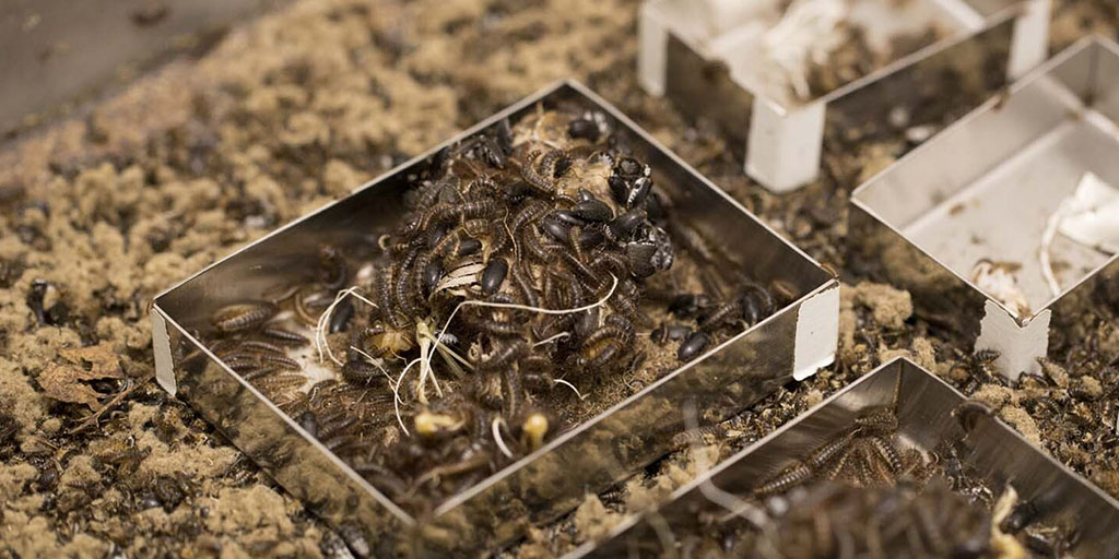 The Museum's Beetle Colony: Livestream May 13 | AMNH