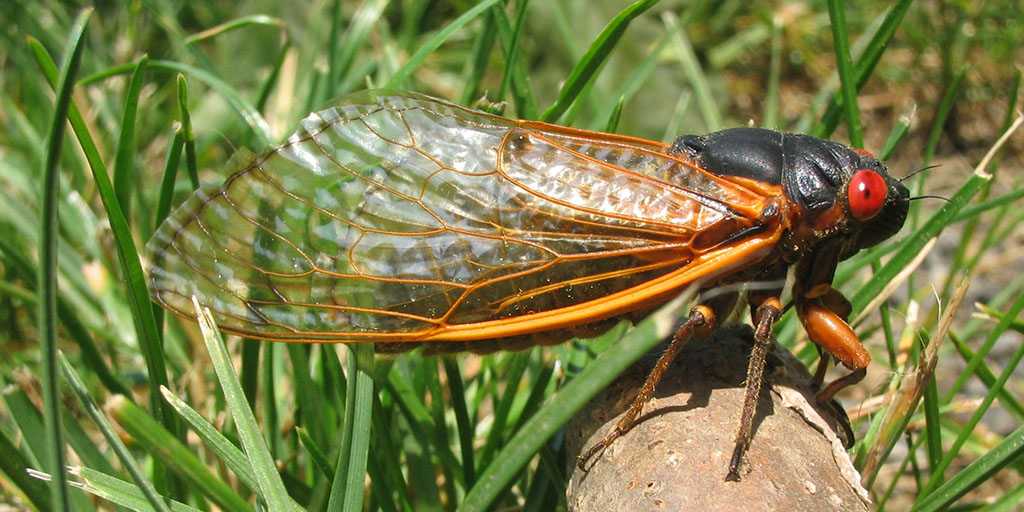 The Cicadas Are Coming! 17 Year Brood Lecture May 6 | AMNH