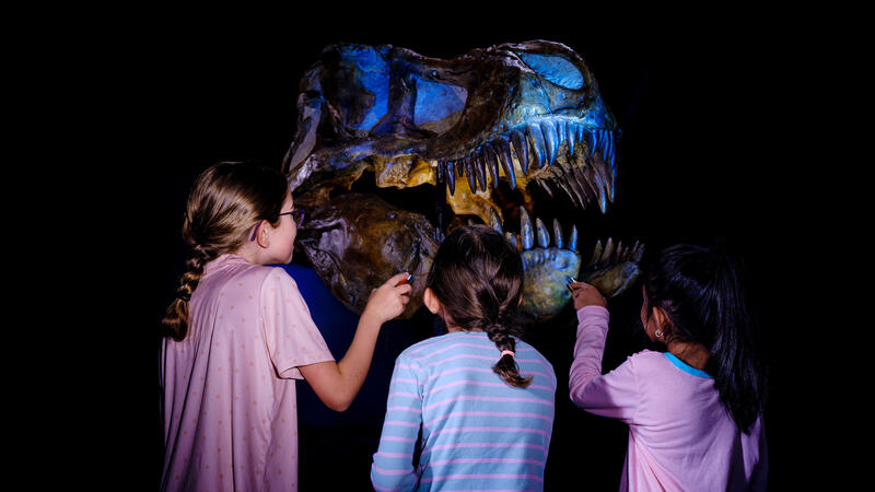Sleepover at the Museum: March 28, 2026 | AMNH