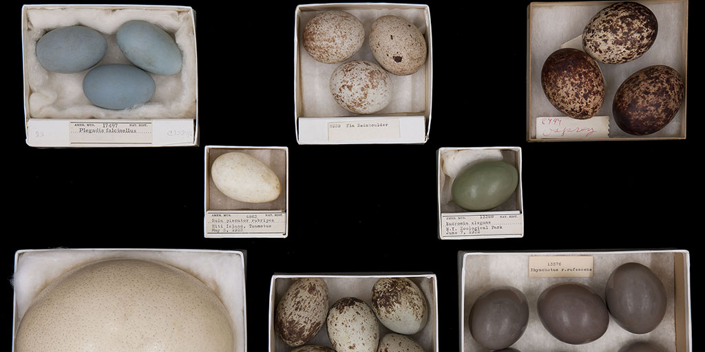 Identifying Bird Eggs Chart