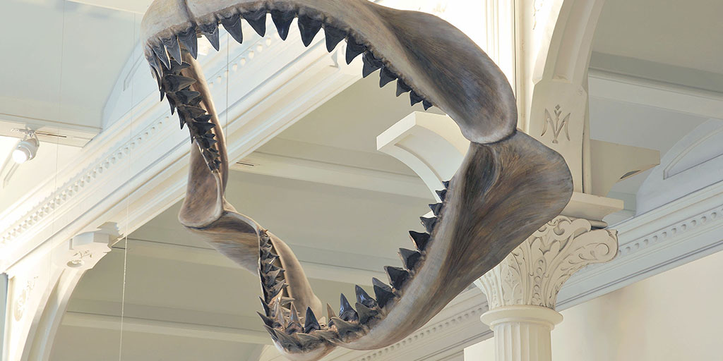 megalodon skeleton