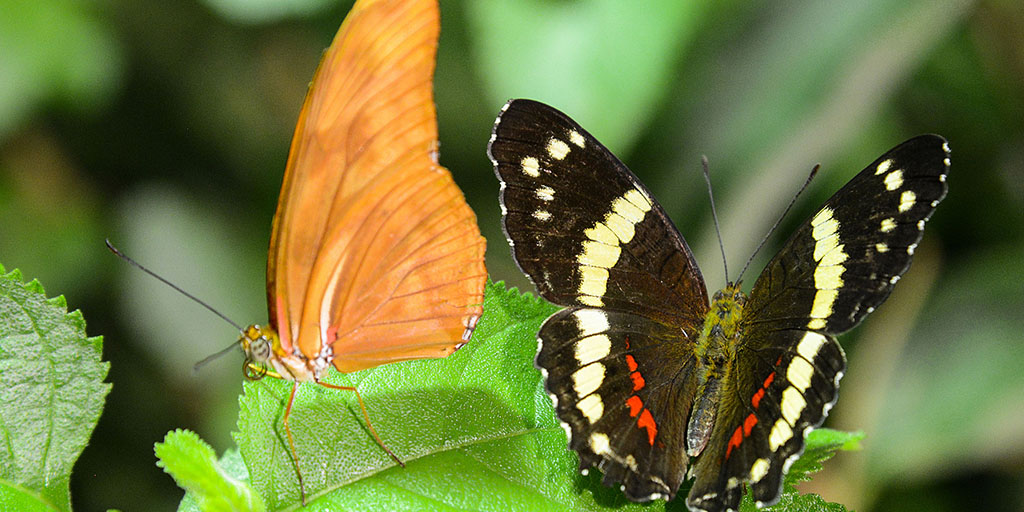 Butterflies Return to the Museum! Livestream Nov. 20 | AMNH