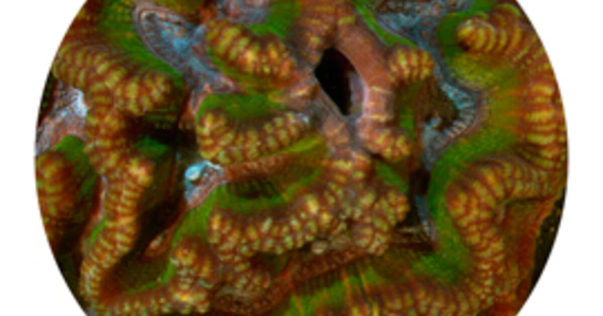 Corals Fluorescent Sunscreen May Help Resist Bleaching Amnh