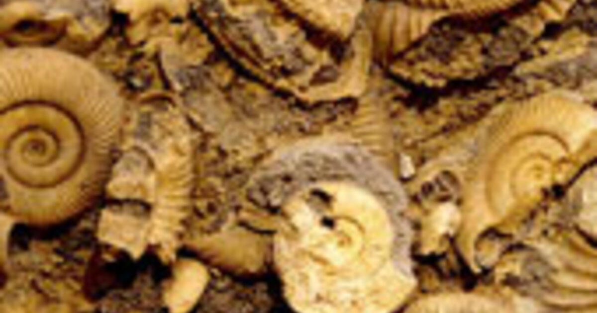 Seminars on Science Independent Evaluation | AMNH