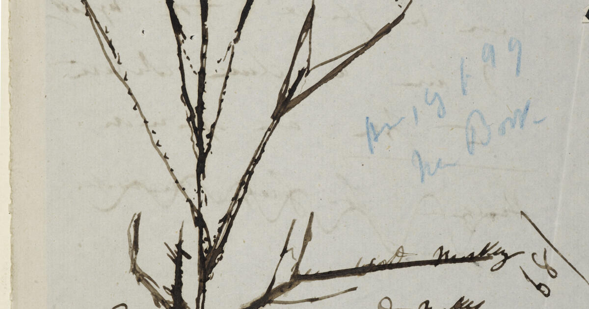 Darwin's Evolutionary Trees | AMNH