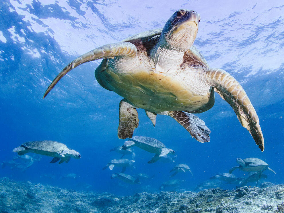 Giant Screen Film: Turtle Odyssey | AMNH