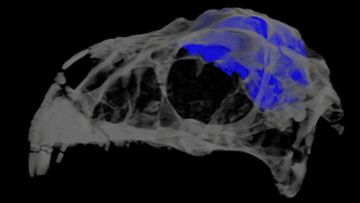 Dinosaur Facts | American Museum of Natural History