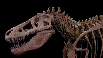 Dinosaur Facts | American Museum of Natural History