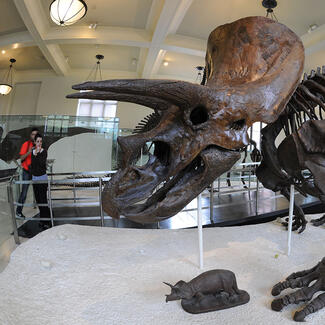 Dinosaur Exhibits | American Museum of Natural History