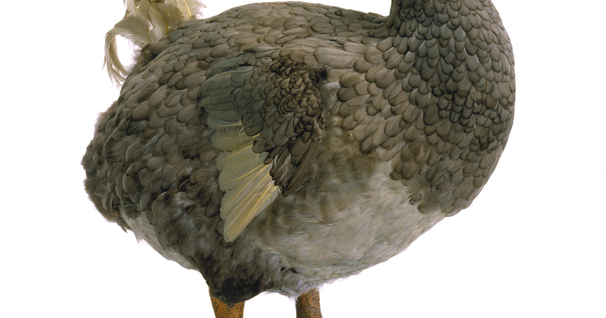 Research: Dodos Were Smart | AMNH