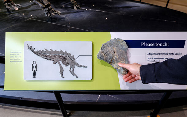 Apex Stegosaurus Fossil | AMNH