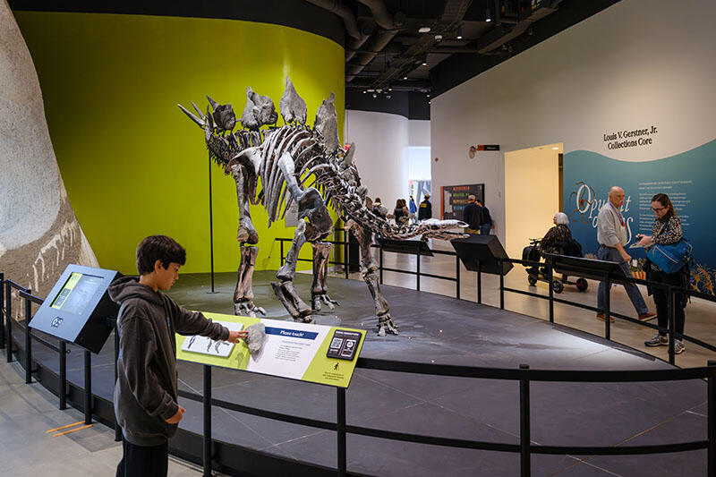 Apex Stegosaurus Fossil | AMNH