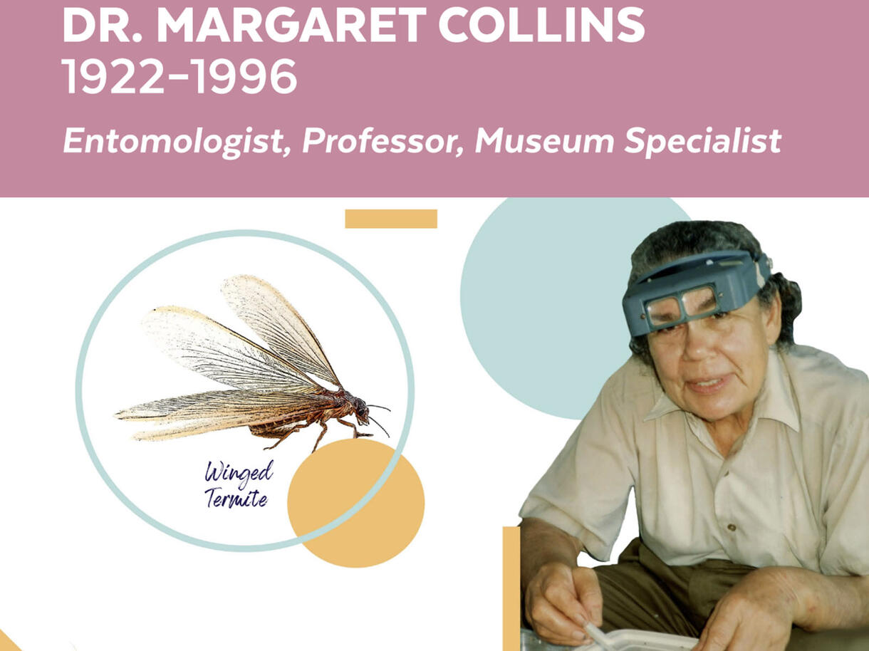 Black in Natural History Museums | AMNH