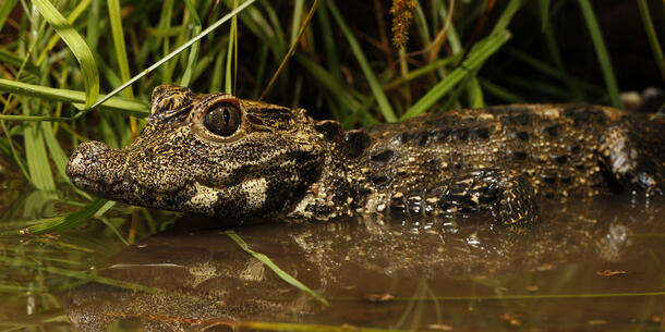 dwarf crocodile predators