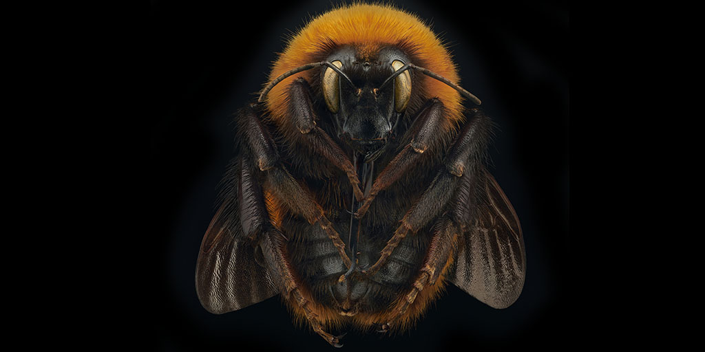 Extinct and Endangered Insects: Photograph Exhibition | AMNH