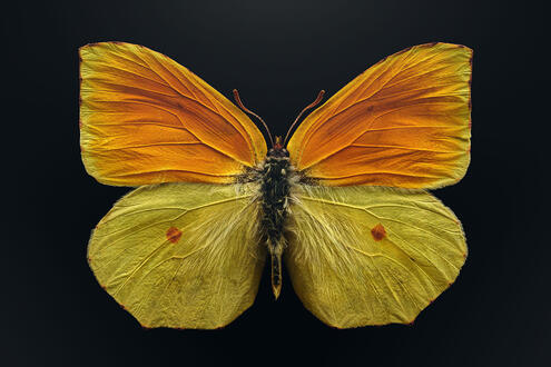 Extinct and Endangered Insects: Photograph Exhibition | AMNH