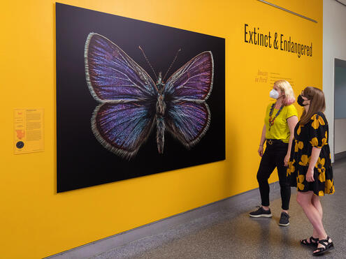 Extinct and Endangered Insects: Photograph Exhibition | AMNH