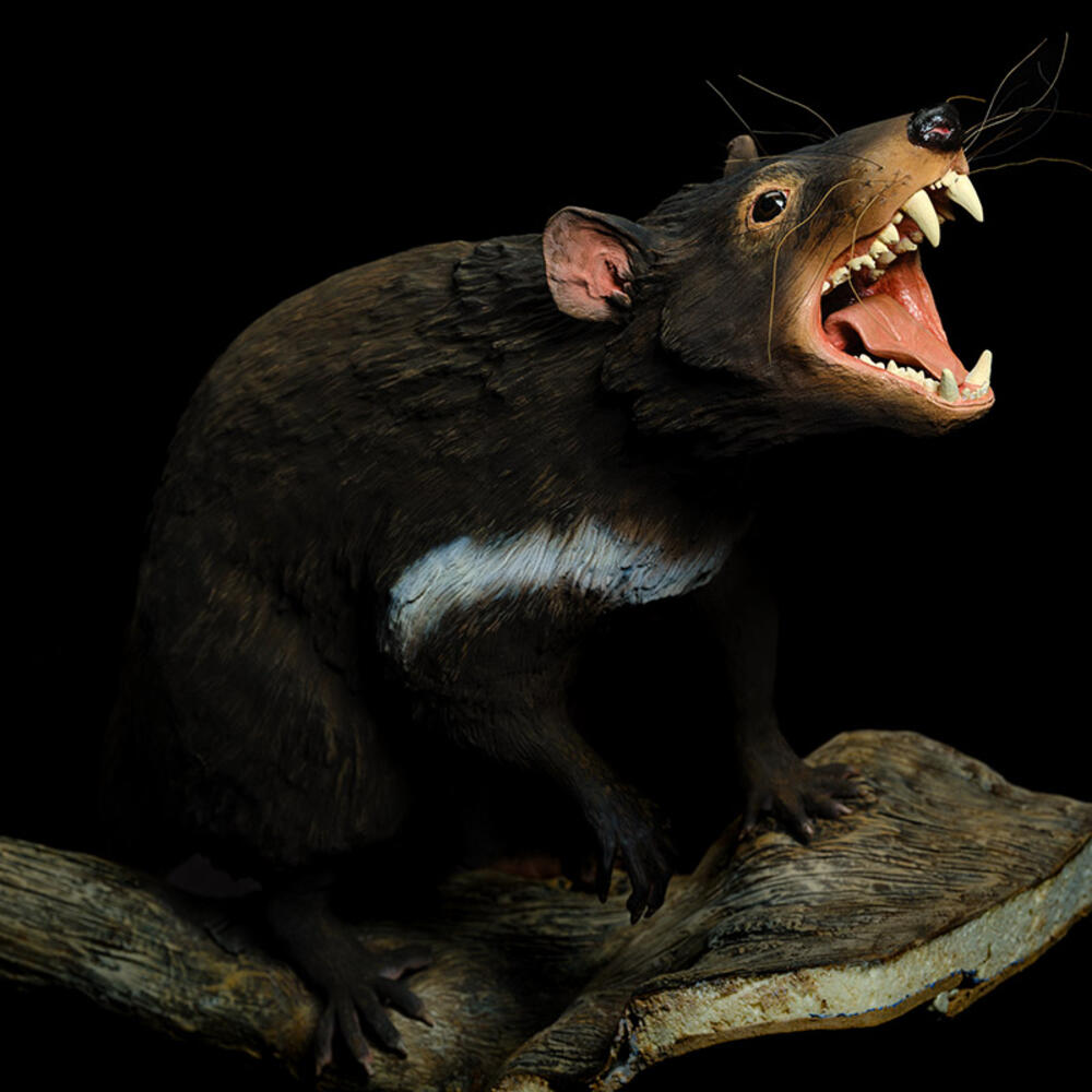 Impact: The End of the Age of Dinosaurs | AMNH