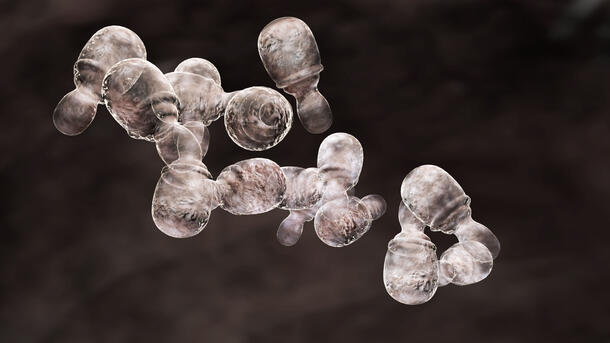 The Microbiome of Human Skin: Huge Array of Microorganisms | AMNH