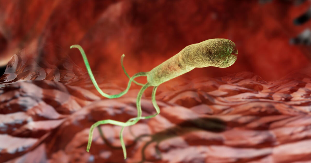 Gut Microbiome: Essential Tool for Digestion - and More | AMNH