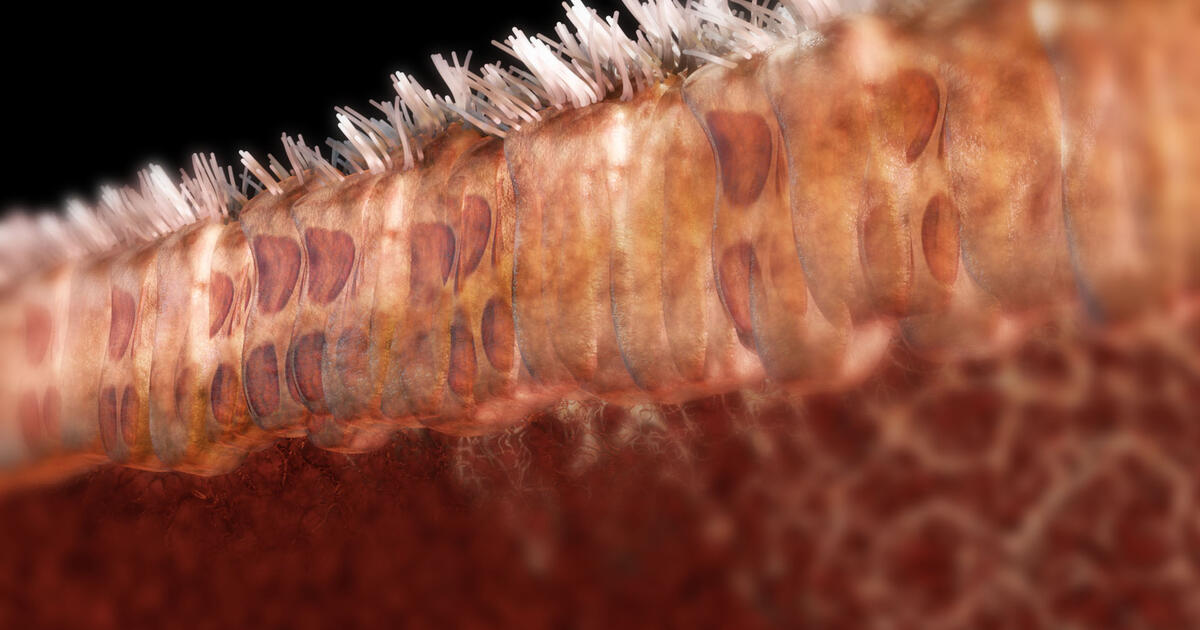 The Microbiome of Human Skin: Huge Array of Microorganisms | AMNH