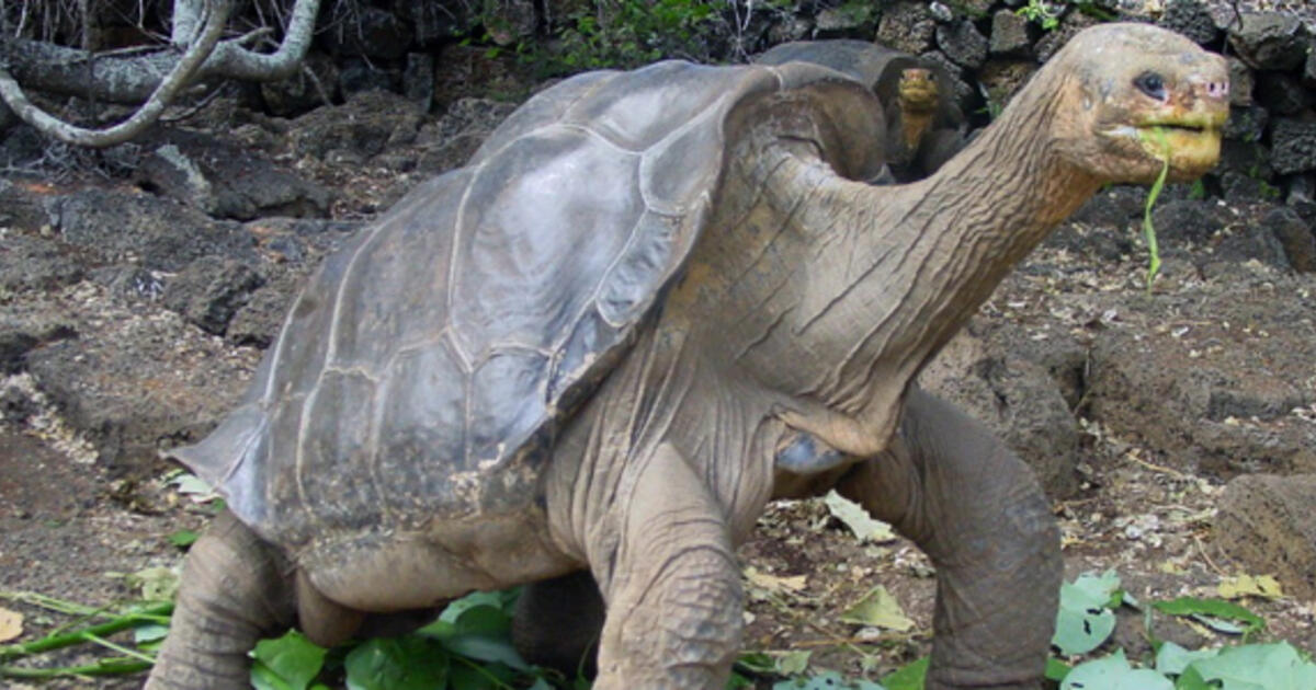 Museum Helps Preserve Iconic Tortoise Lonesome George | AMNH